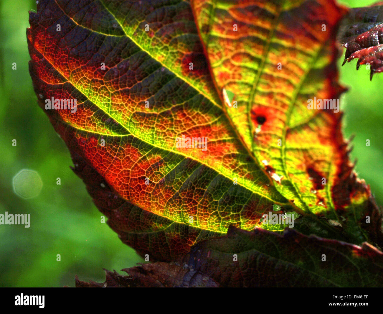 Dying leaf photographed with flash and light from behind to bring out ...