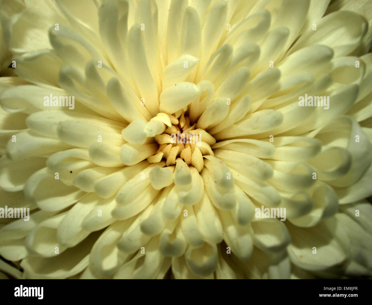Highlight flower hi-res stock photography and images - Alamy
