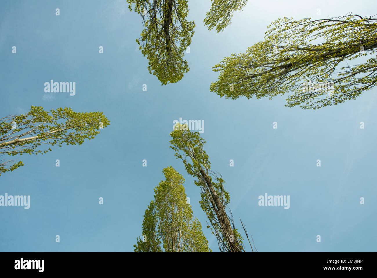 trees in the sky Stock Photo - Alamy
