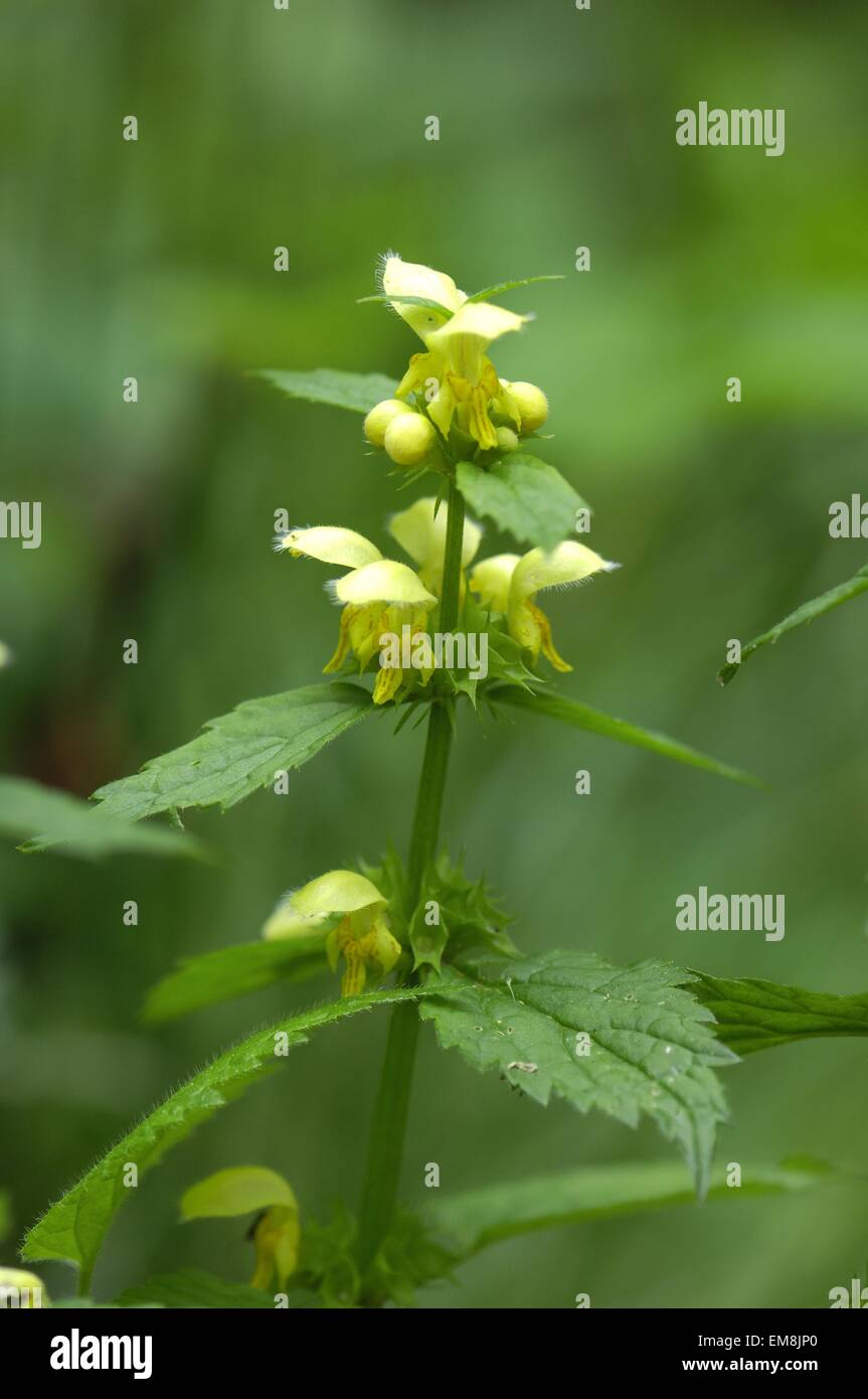 Yellow Archangel (Lamium galeobdolon) flowering at spring Stock Photo ...