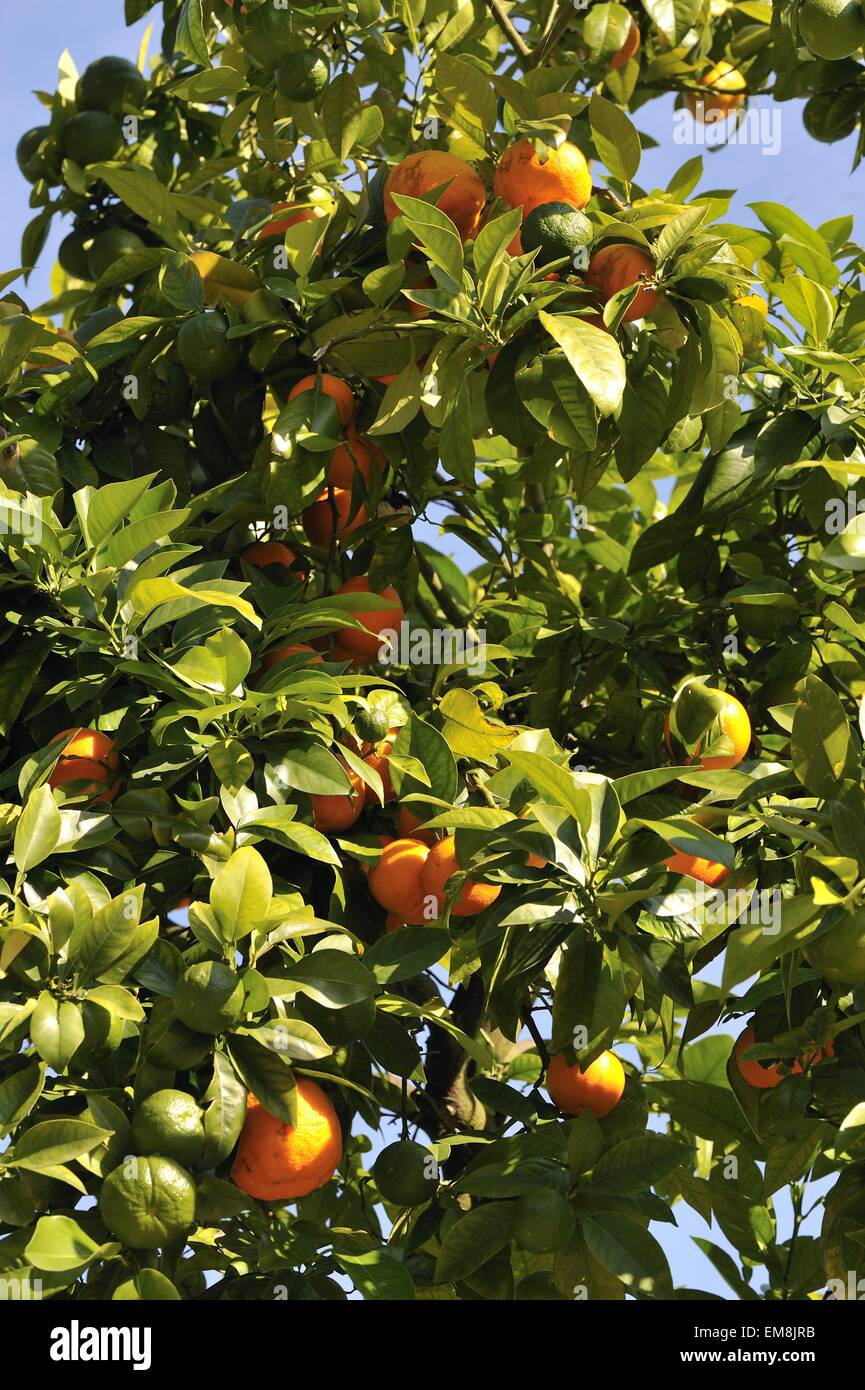 Bigarade orange hi-res stock photography and images - Alamy