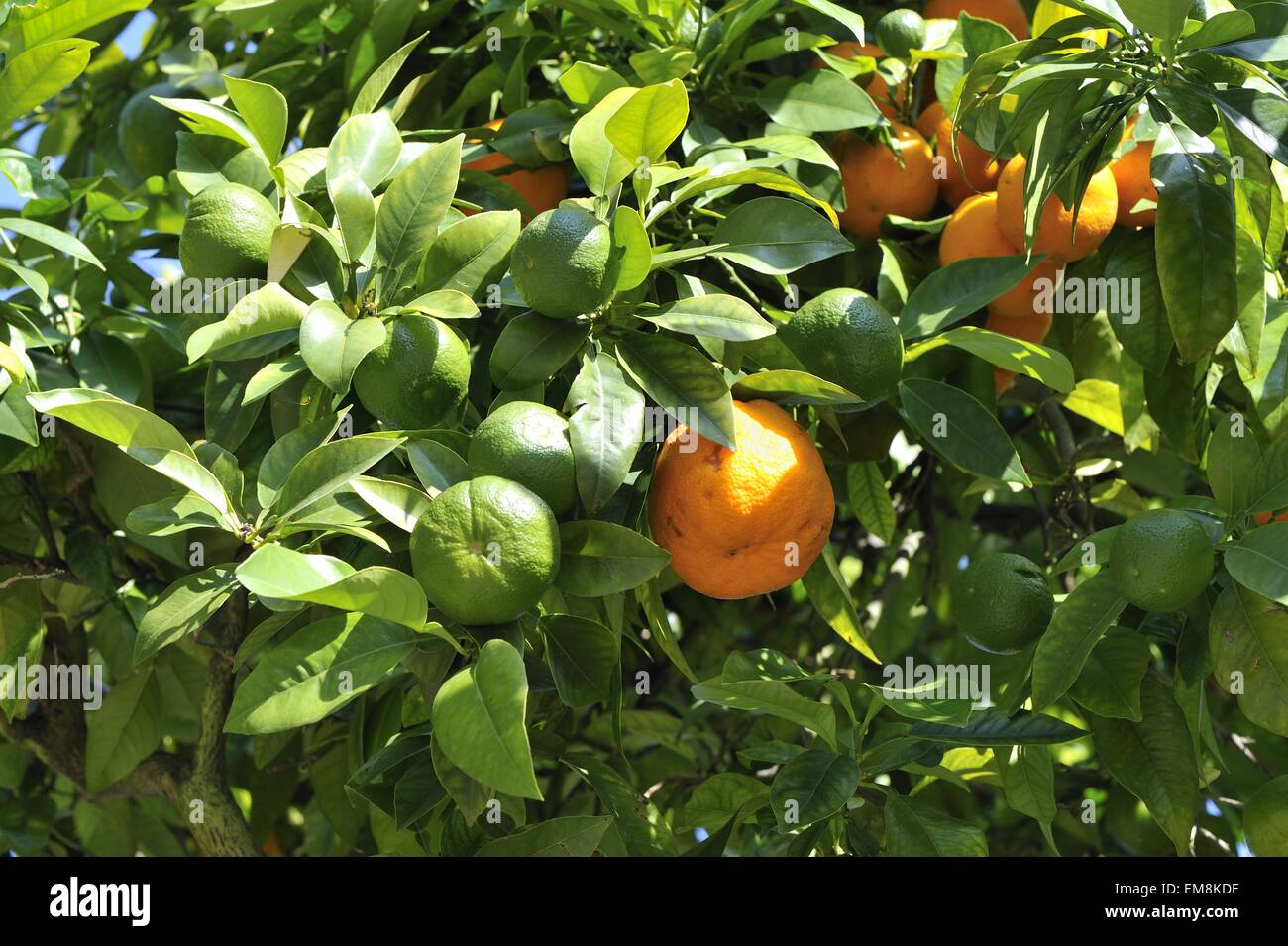 Bitter Orange - Sour Orange - Bigarade Orange (Citrus aurantium) in ...