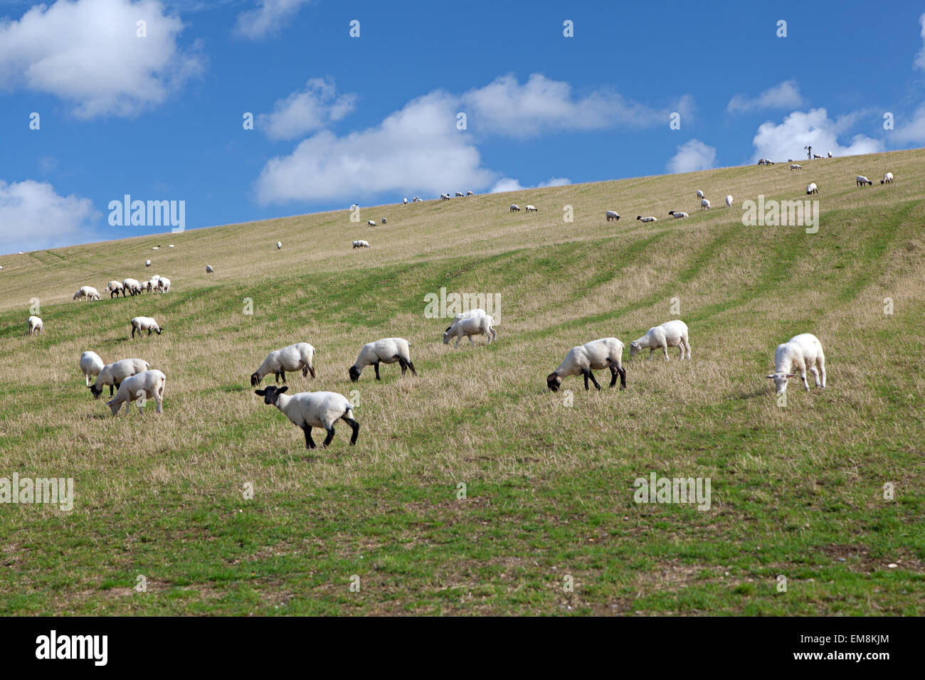 Rural english landscape : sheep grazing in a green field Stock Photo ...
