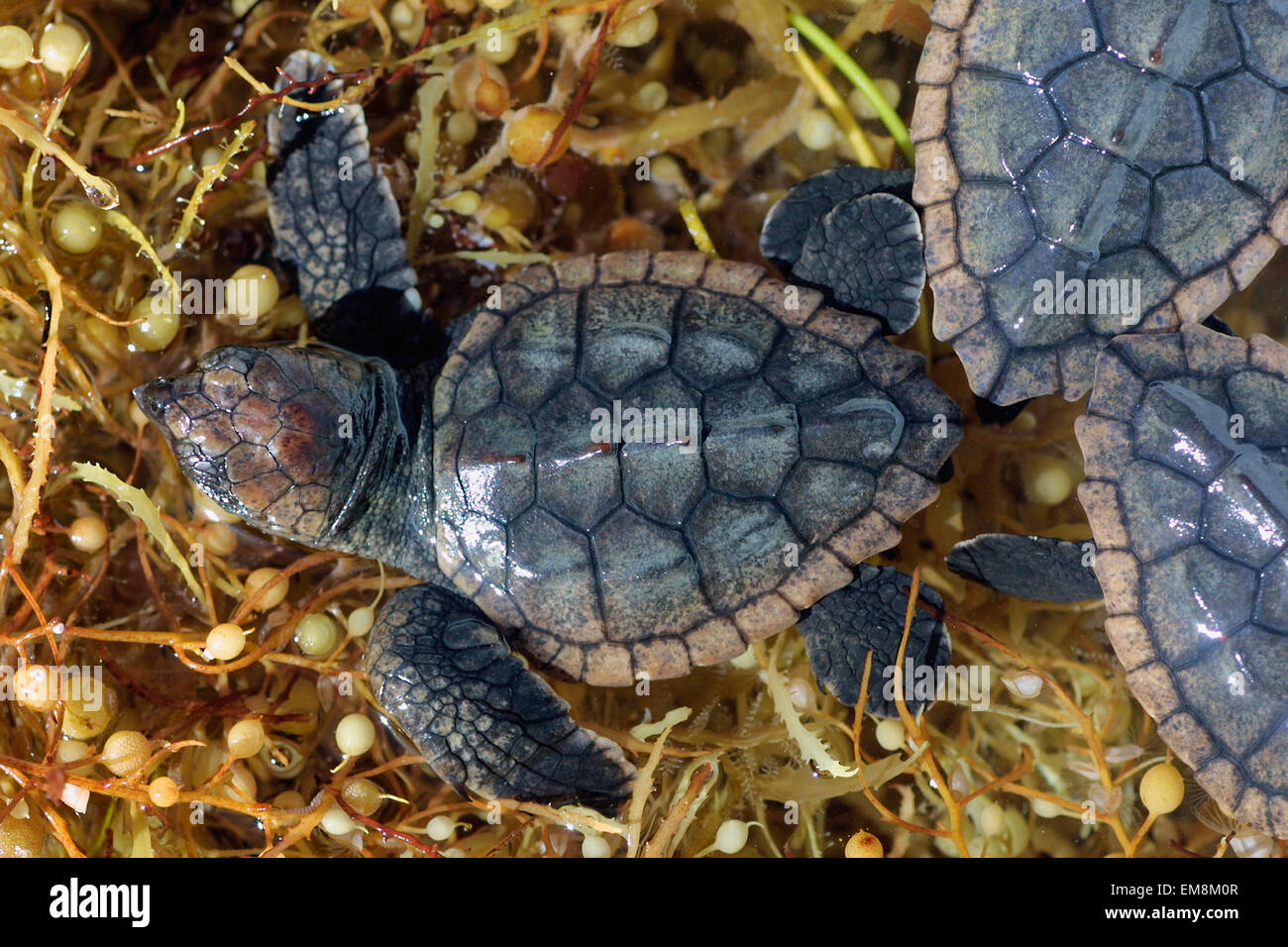 Caribbean, Bahamas, Loggerhead Turtle Hatchling [For Use Up To 13X20 ...