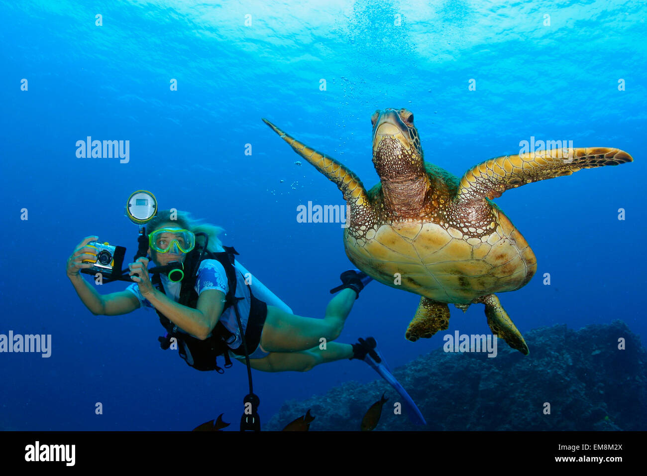 Hawaii, Green Sea Turtle And Diver [For Use Up To 13X20 Only] Stock ...