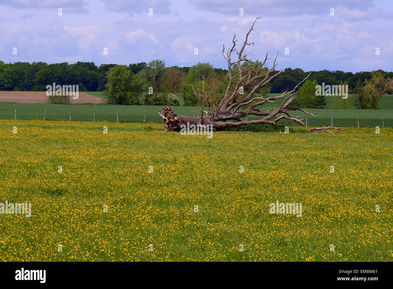 Village landscape spring in Champagne, France Stock Photo - Alamy