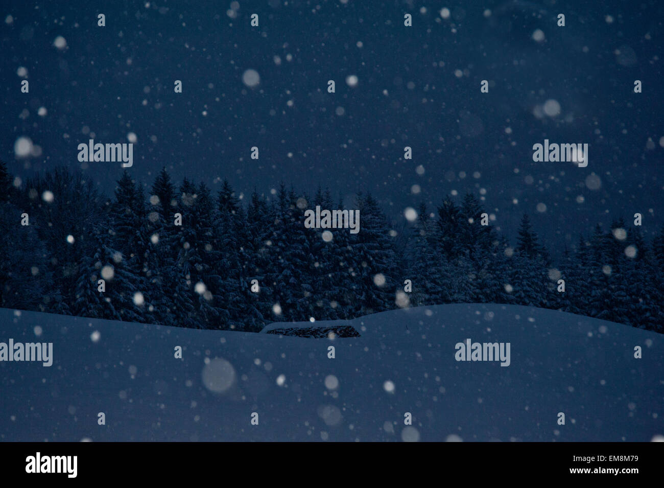 winter evening with snow falling and forest in background Stock Photo ...