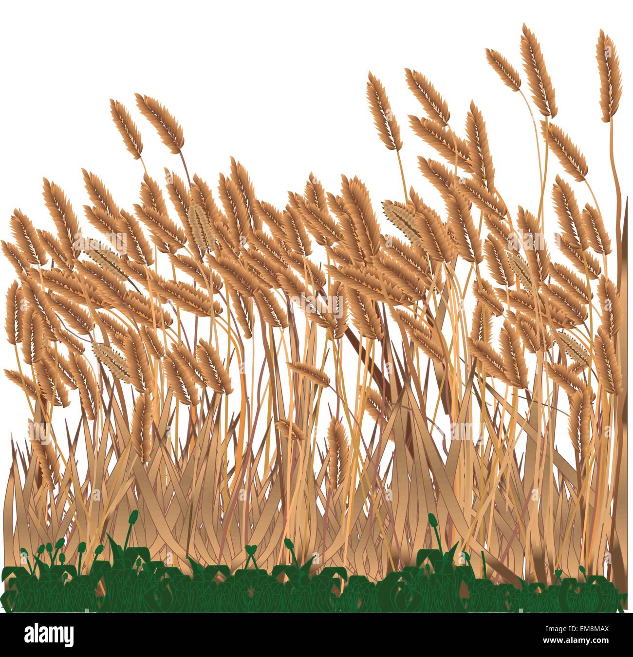 Farmland grasses Stock Vector Images - Alamy