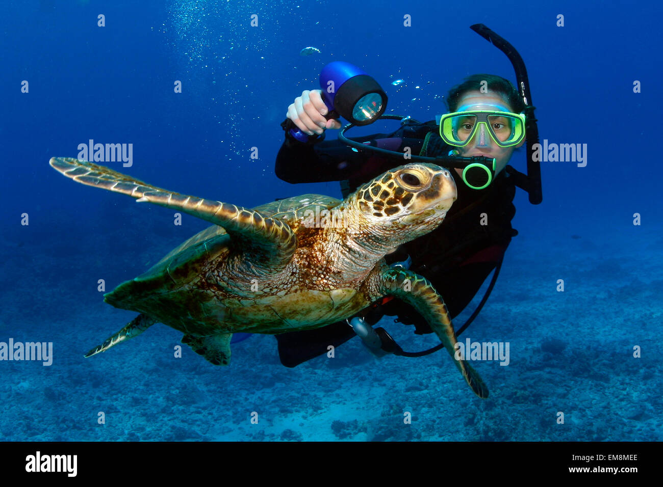 Hawaii, Close-Up Of Green Sea Turtle And Diver Alongside Behind ...