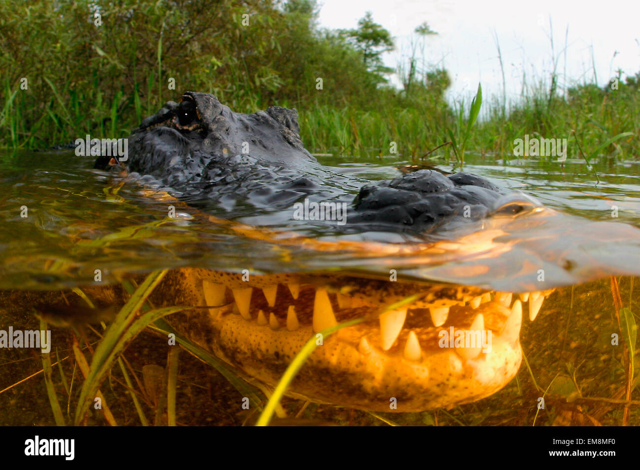 Florida, Big Cypress National Park, American Alligator [For Use Up To ...