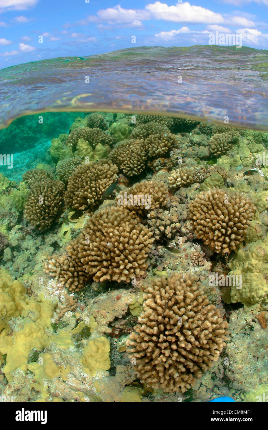 Northwestern Hawaiian Islands, Maro Reef, Coral Undersea Split Image ...