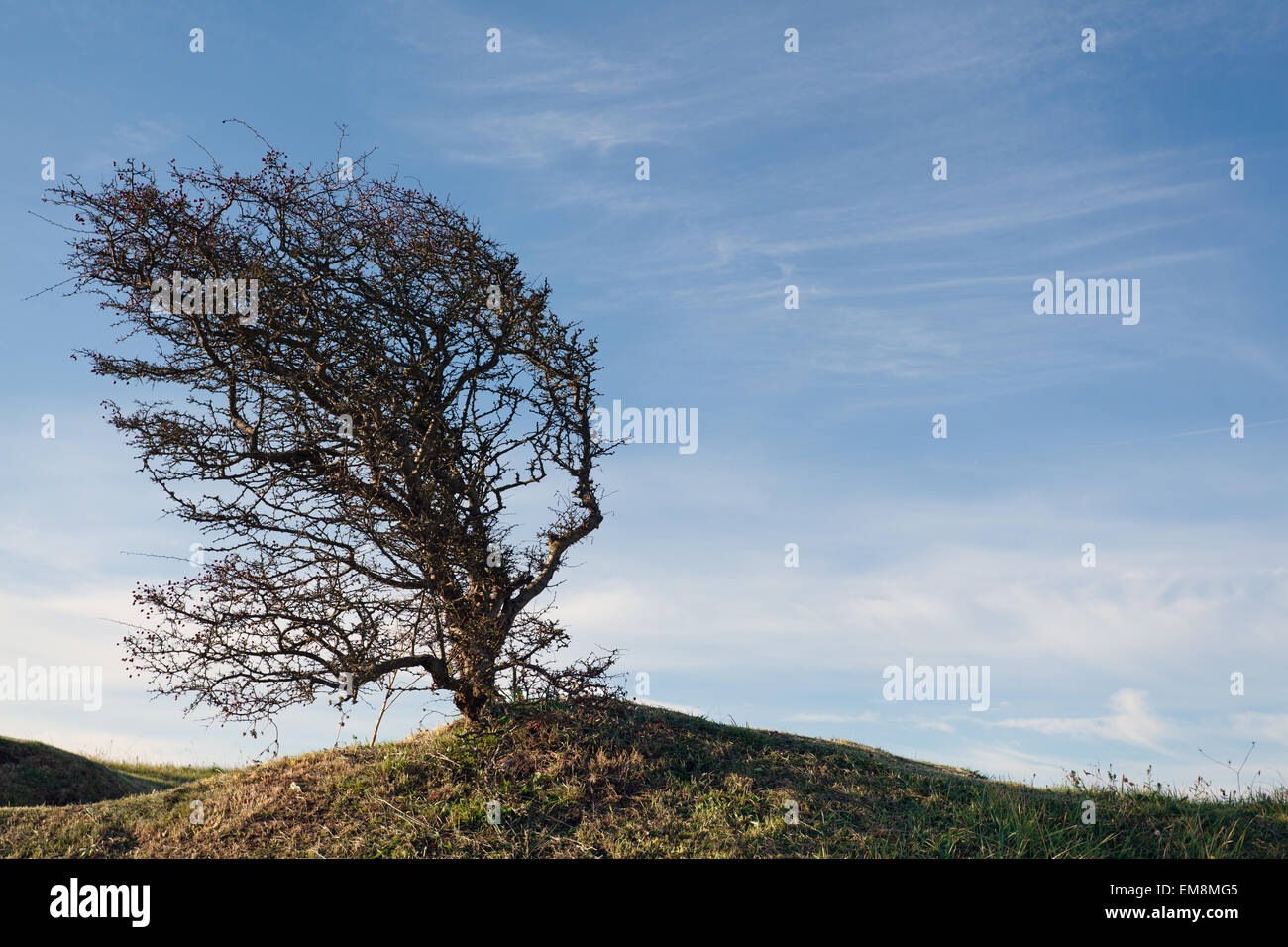 Wind bent tree hi-res stock photography and images - Alamy