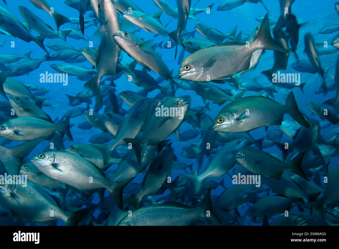 Northwest Hawaiian Islands, Gardner Pinnacles, Chubs, Nenue, Kyphosus ...
