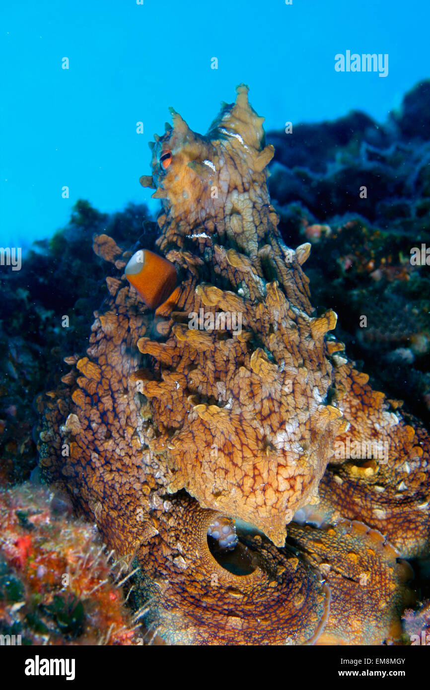 Kure atoll hi-res stock photography and images - Alamy