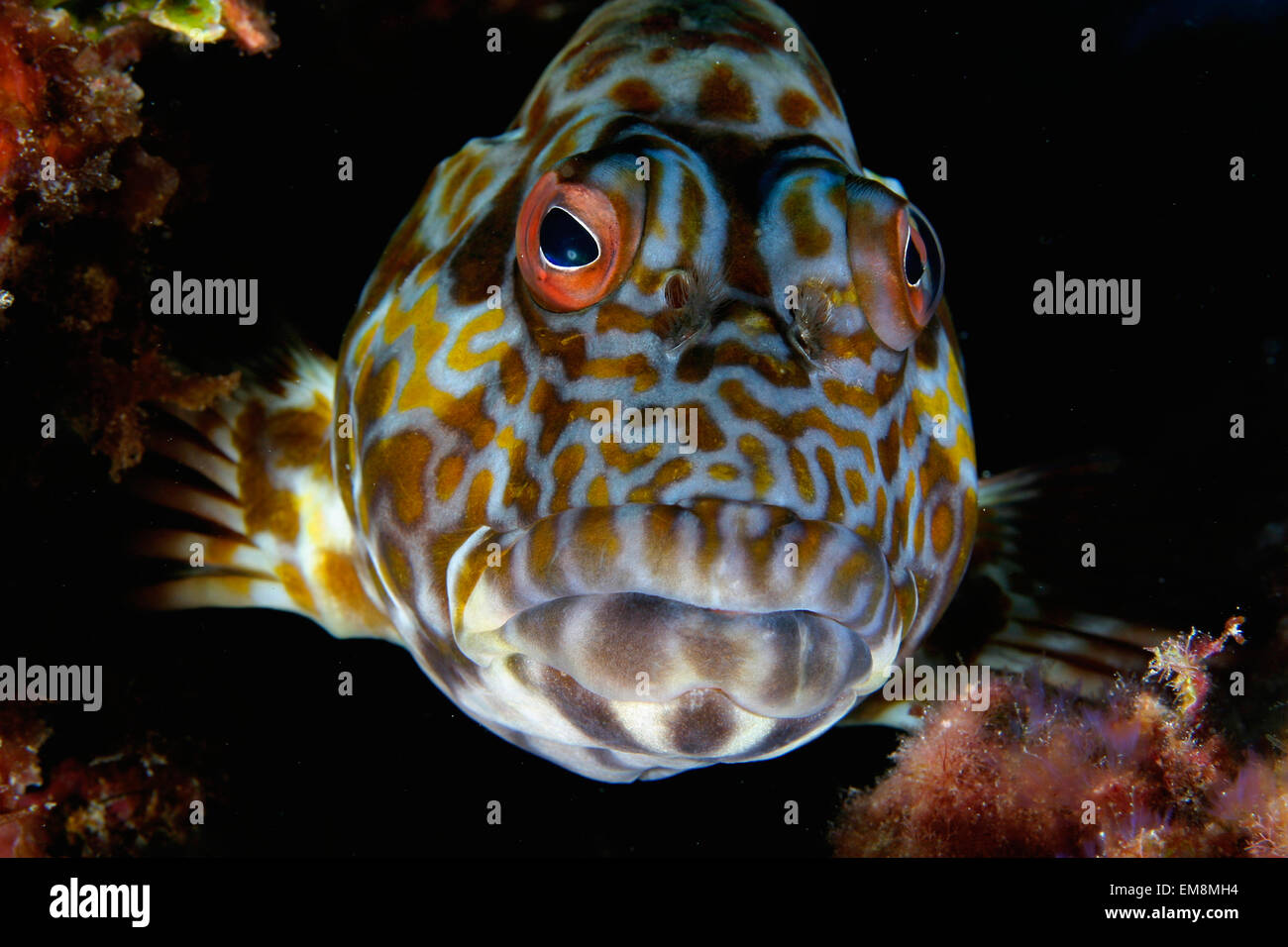 Northwest Hawaiian Islands, Kure Atoll, Stocky Hawkfish (Cirrhitus ...