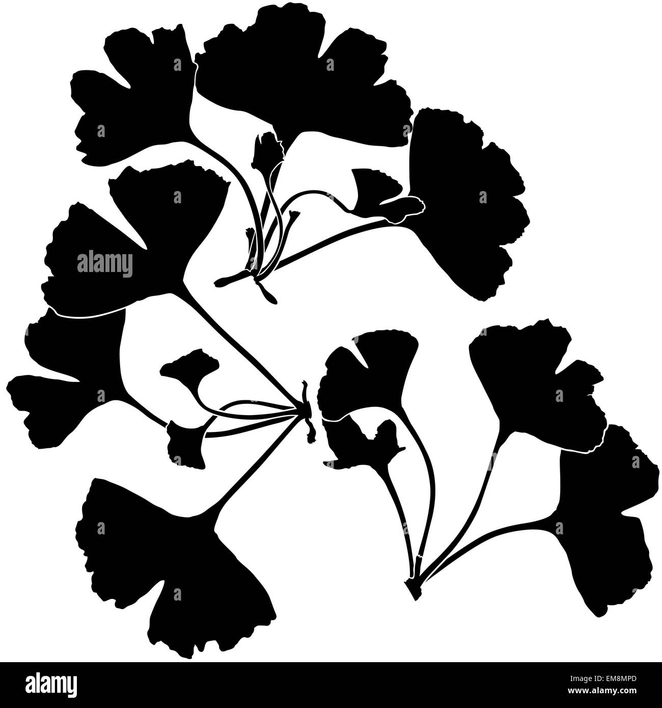 Branch ginkgo tree Stock Vector Images - Alamy