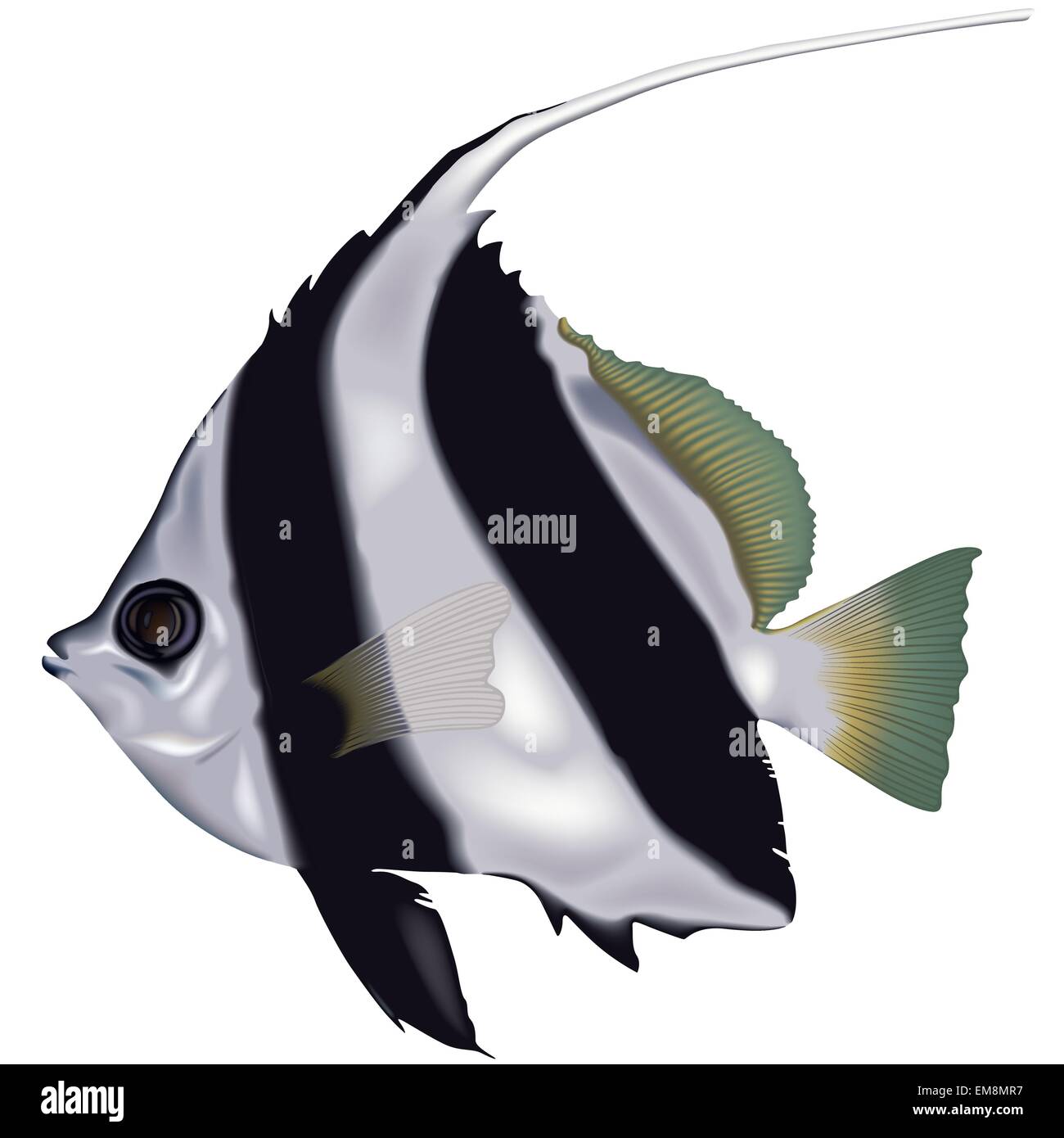 Longfin bannerfish Stock Vector Images - Alamy