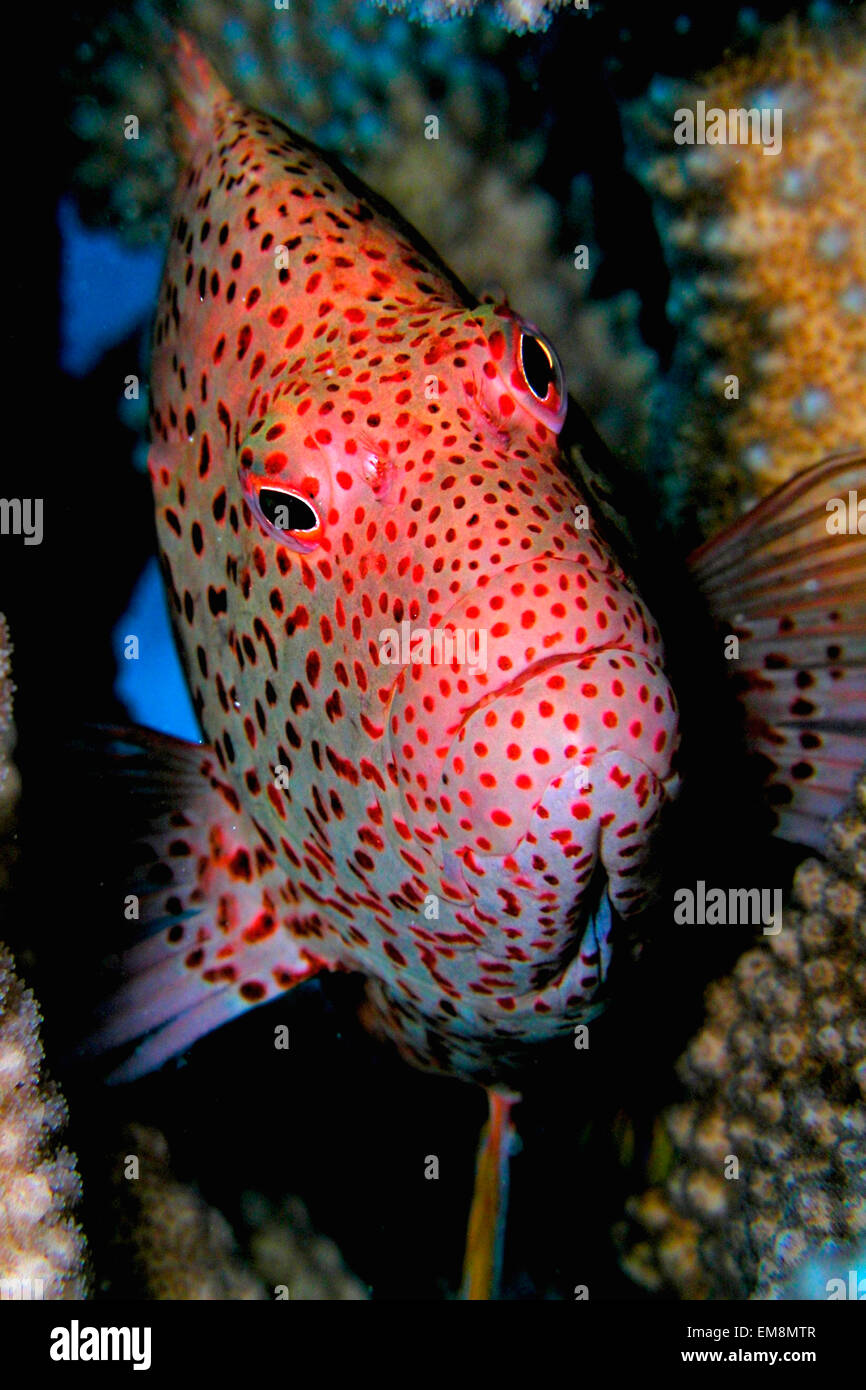 Hawaiian hawk hi-res stock photography and images - Alamy