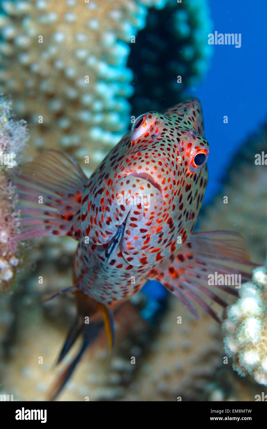 Northwest Hawaiian Islands, Kure Atoll, Stocky Hawkfish (Cirrhitus ...