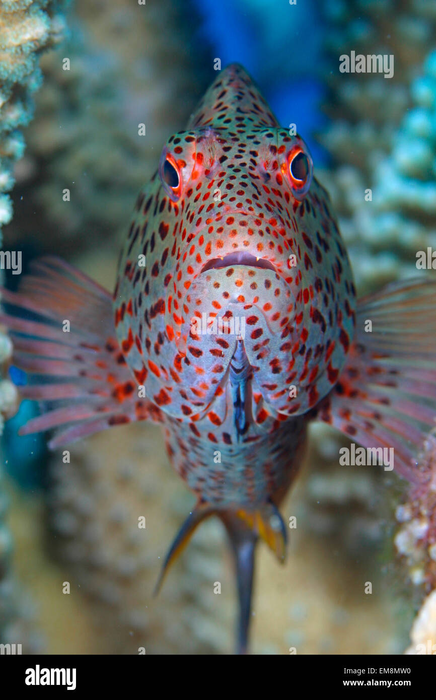 Hawaii, Big Island, Kona Coast, Stocky Hawkfish (Cirrhitus Pinnulatus ...
