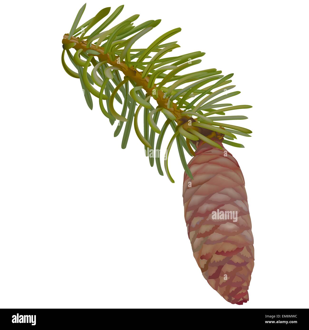 Conifer cone illustration vector hi-res stock photography and images ...