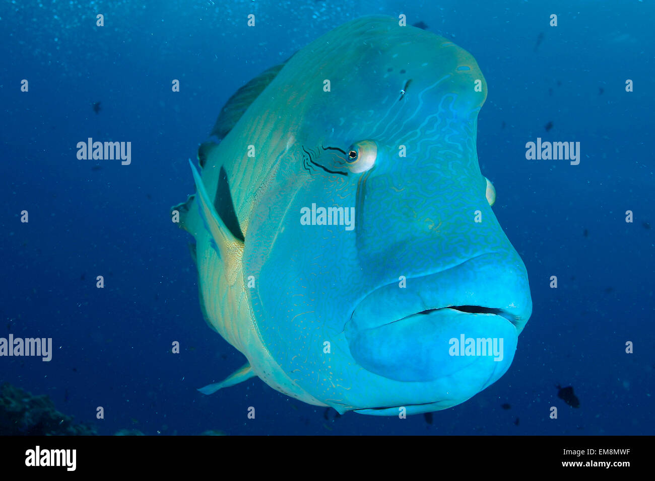 Napoleon wrasse close up hi-res stock photography and images - Alamy