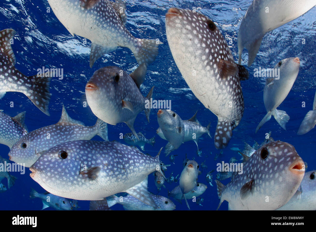 Hawaii, School Of Pelagic Triggerfish [For Use Up To 13X20 Only] Stock ...