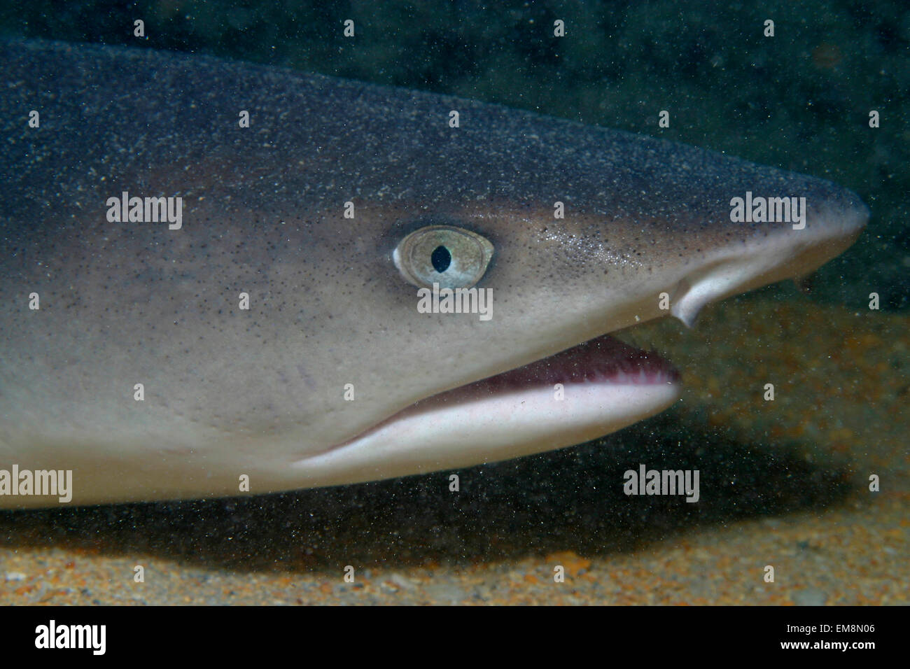 Hawaii, Whitetip Reef Shark (Triaenodon Obesus), Mano-Lala-Kea [For Use ...