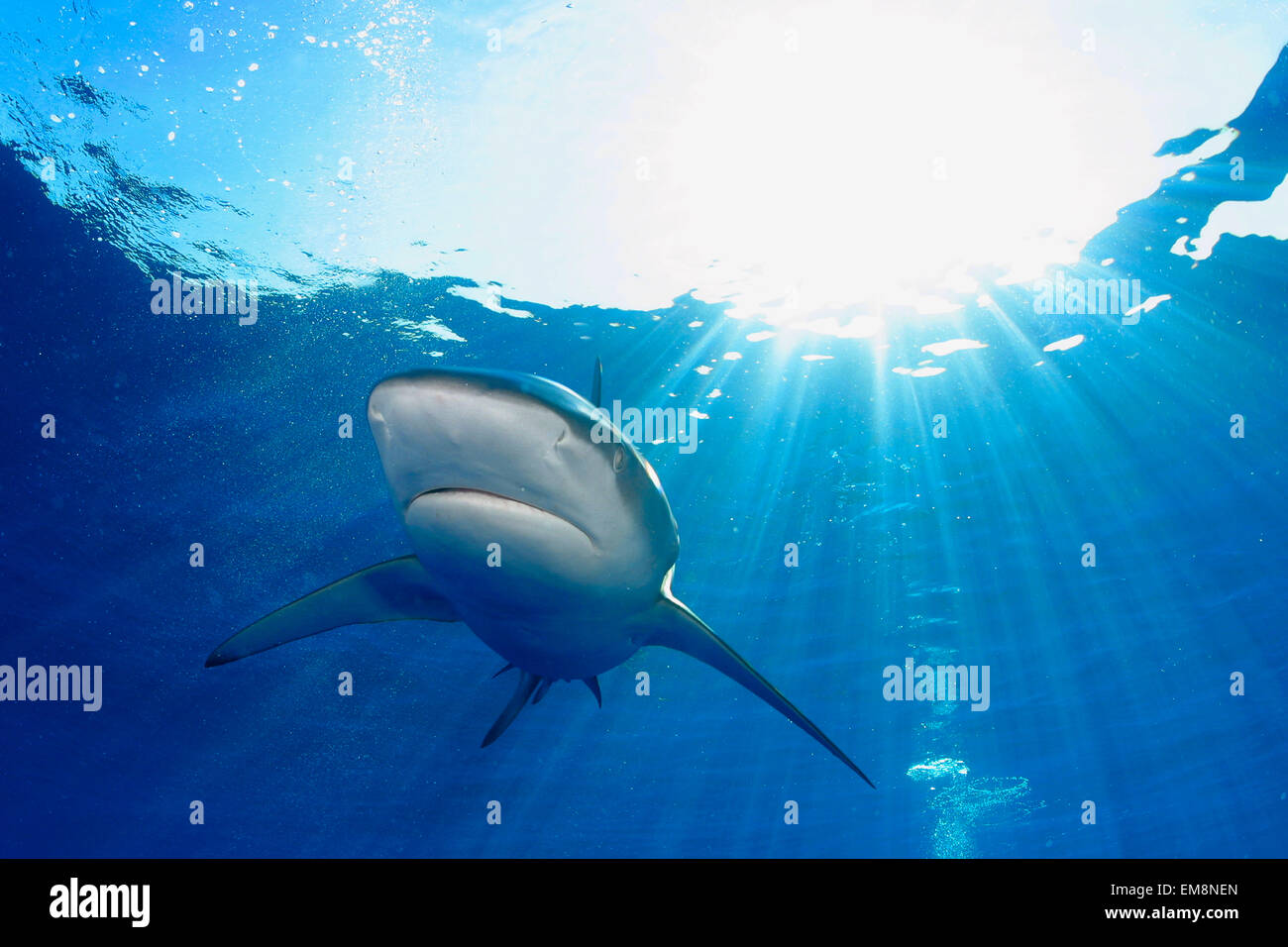 Hawaii, Sandbar Shark With Sunburst Sunrays Coming Through Surface [For ...