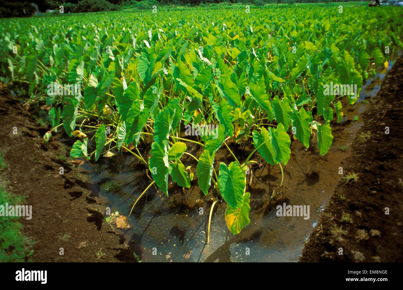 Hawaii, Kauai, Hanalei, Taro Patch Closeup Stock Photo - Alamy