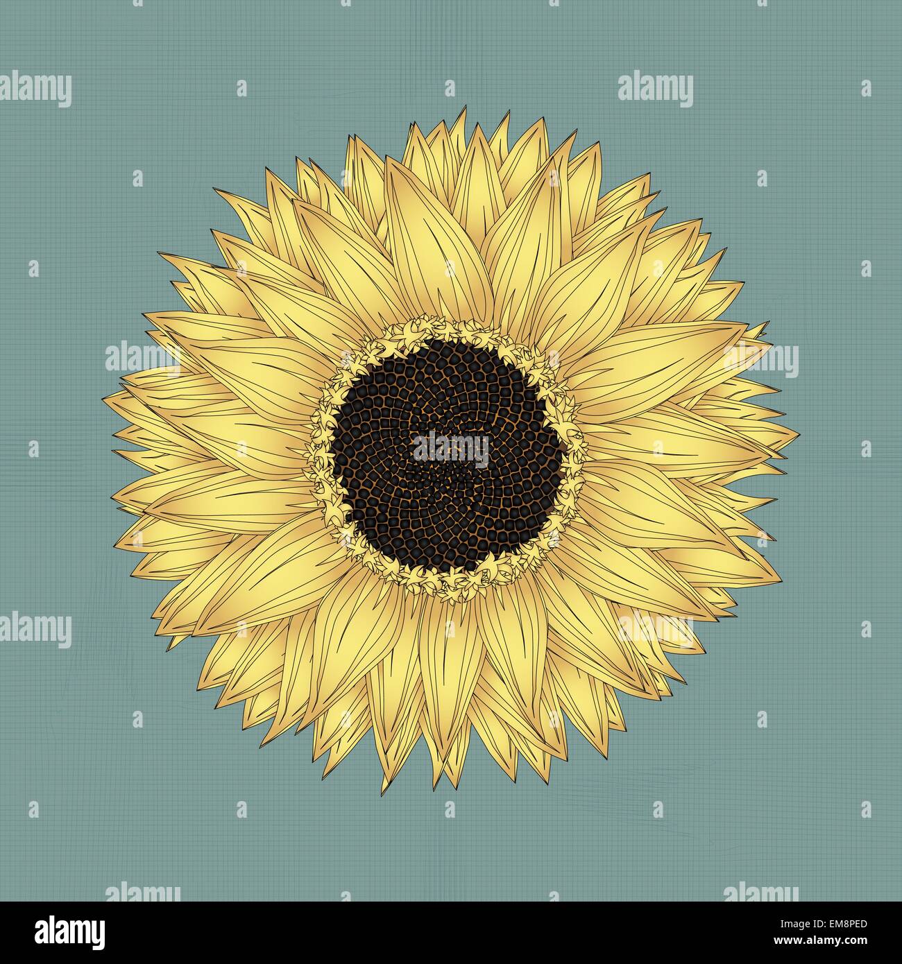 Sunflower drawing hi-res stock photography and images - Alamy