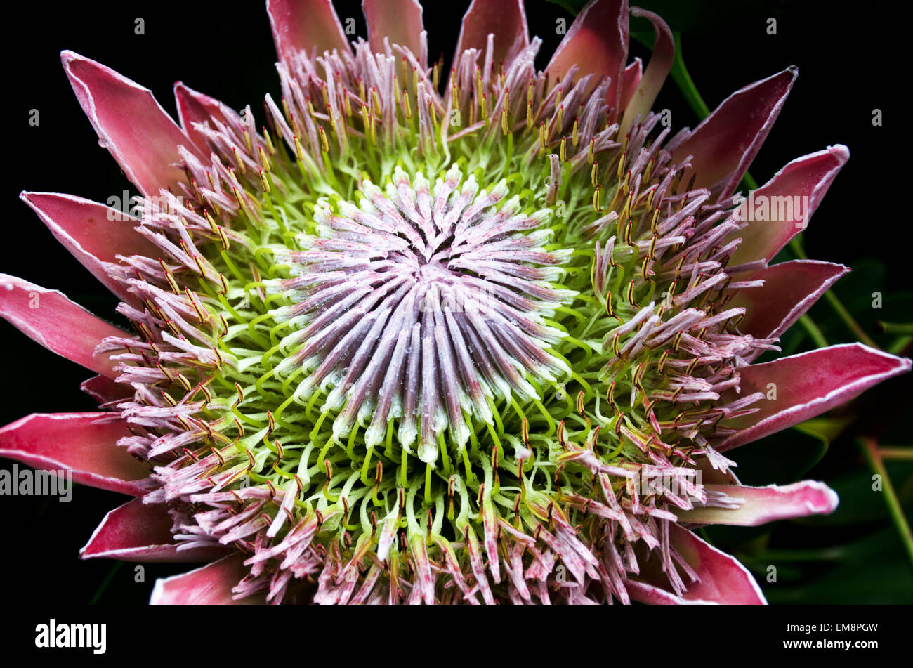 King Protea flower, Protea cynoroides proteaceae, native to South ...
