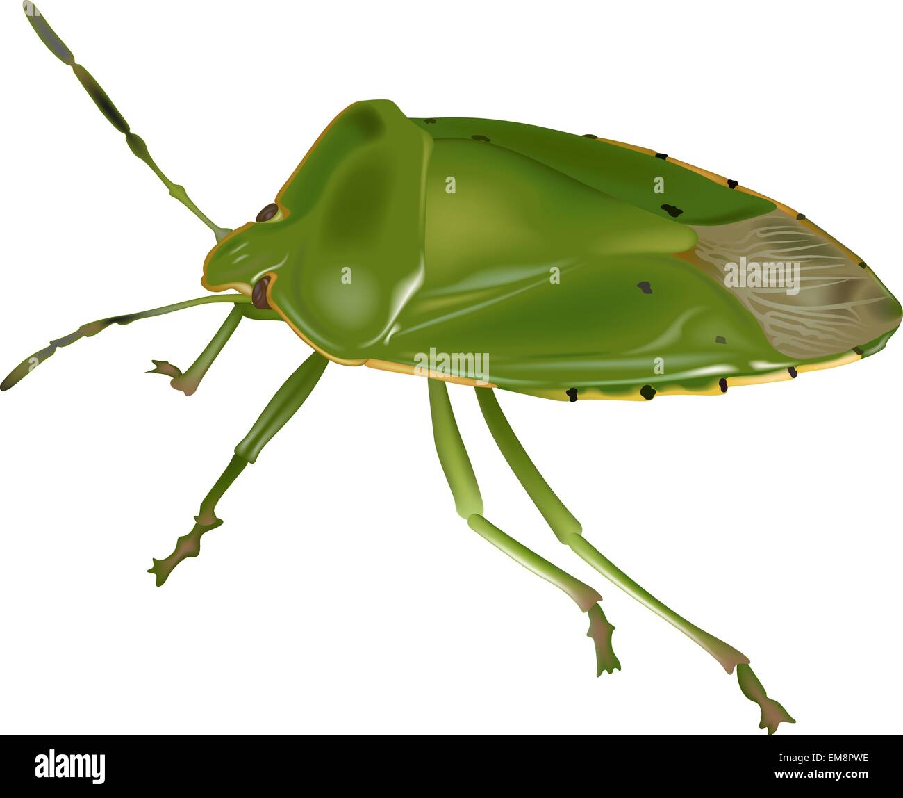 Insect stink bug Stock Vector Images - Alamy