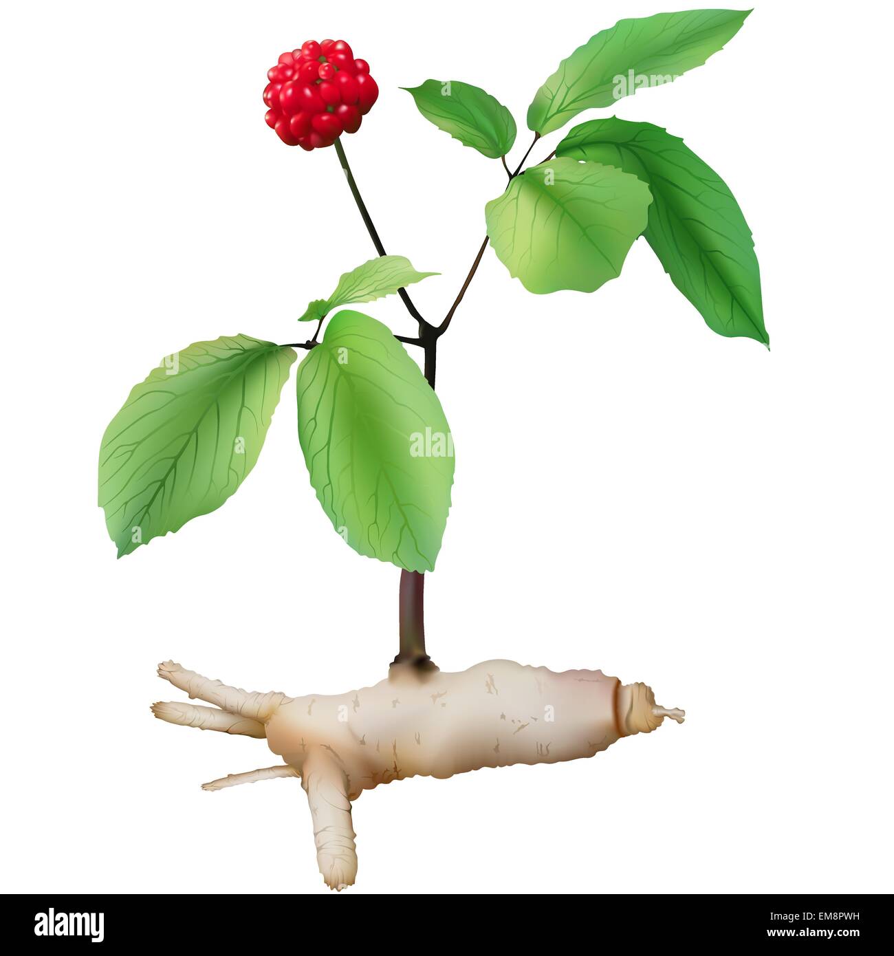 Ginseng plant hi-res stock photography and images - Alamy