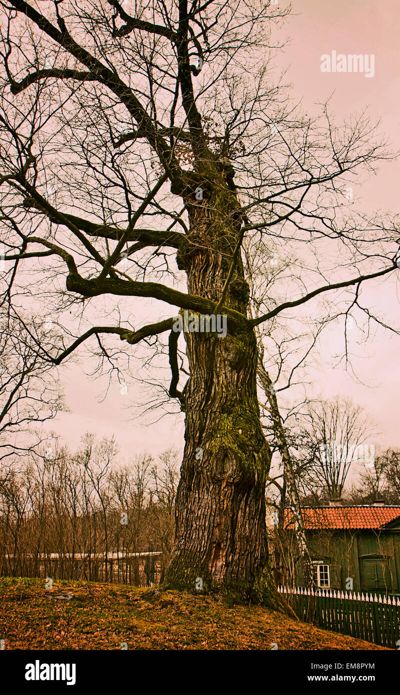 Sweden, oak tree with twisted branch in wintertime at sunset near a ...