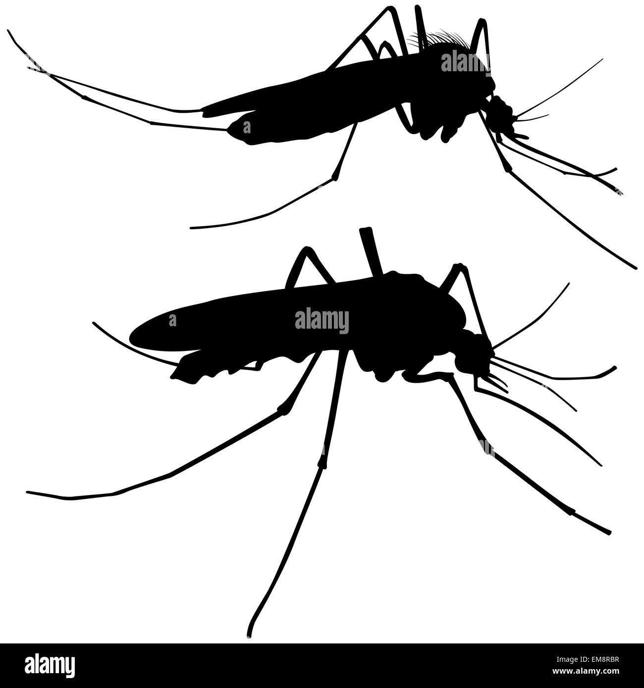 Insect silhouettes hi-res stock photography and images - Alamy