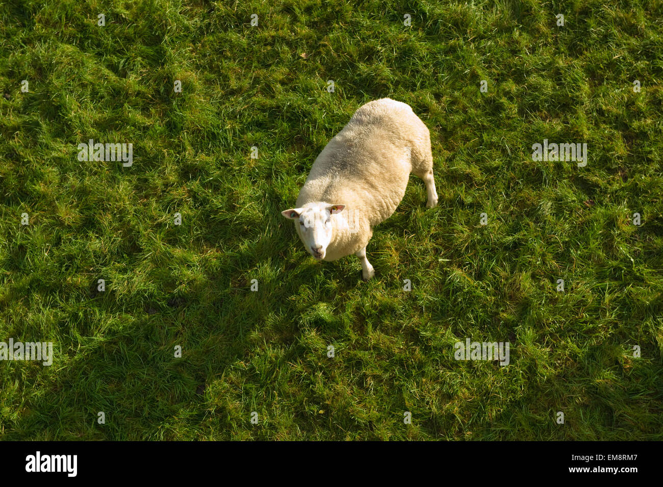 Single sheep, looking up, elevated view Stock Photo - Alamy