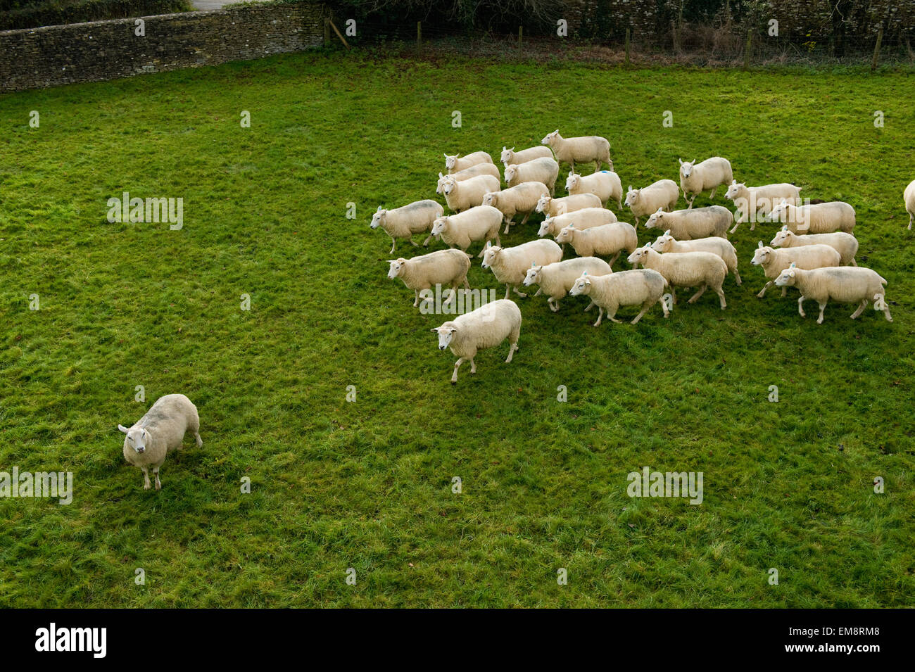 Flock of sheep following single sheep Stock Photo - Alamy