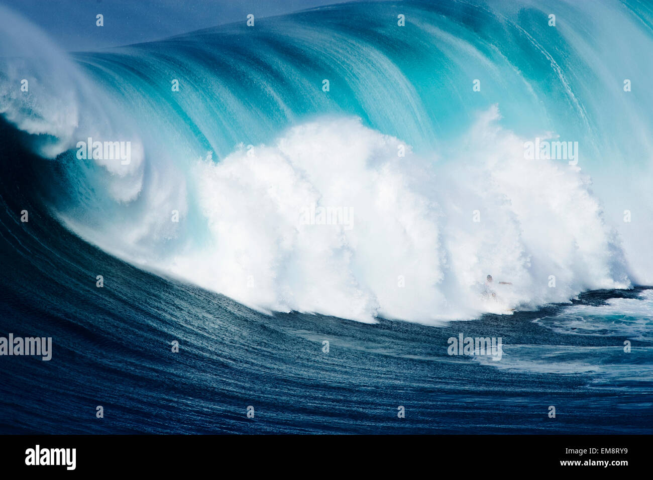 Hawaii, Maui, Yuri Farrant Surfs Huge Wave At Jaws, Aka Peahi Stock ...