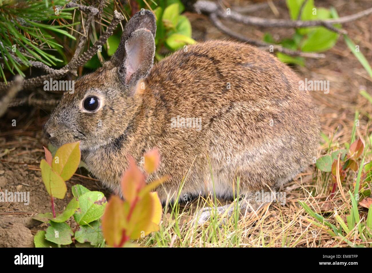Wild Rabbit 7 Stock Photo - Alamy