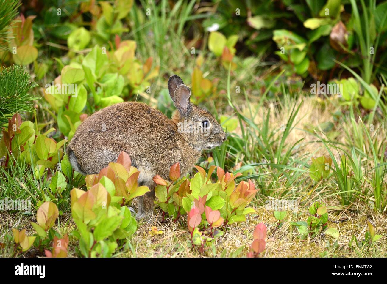 Wild Rabbit 6 Stock Photo - Alamy