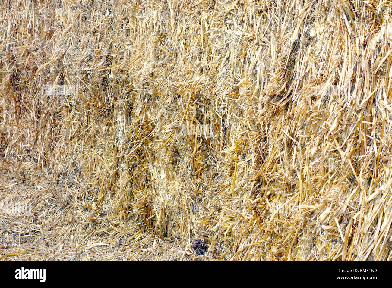 Hay stack in a farm in Ontario, Canada Stock Photo - Alamy