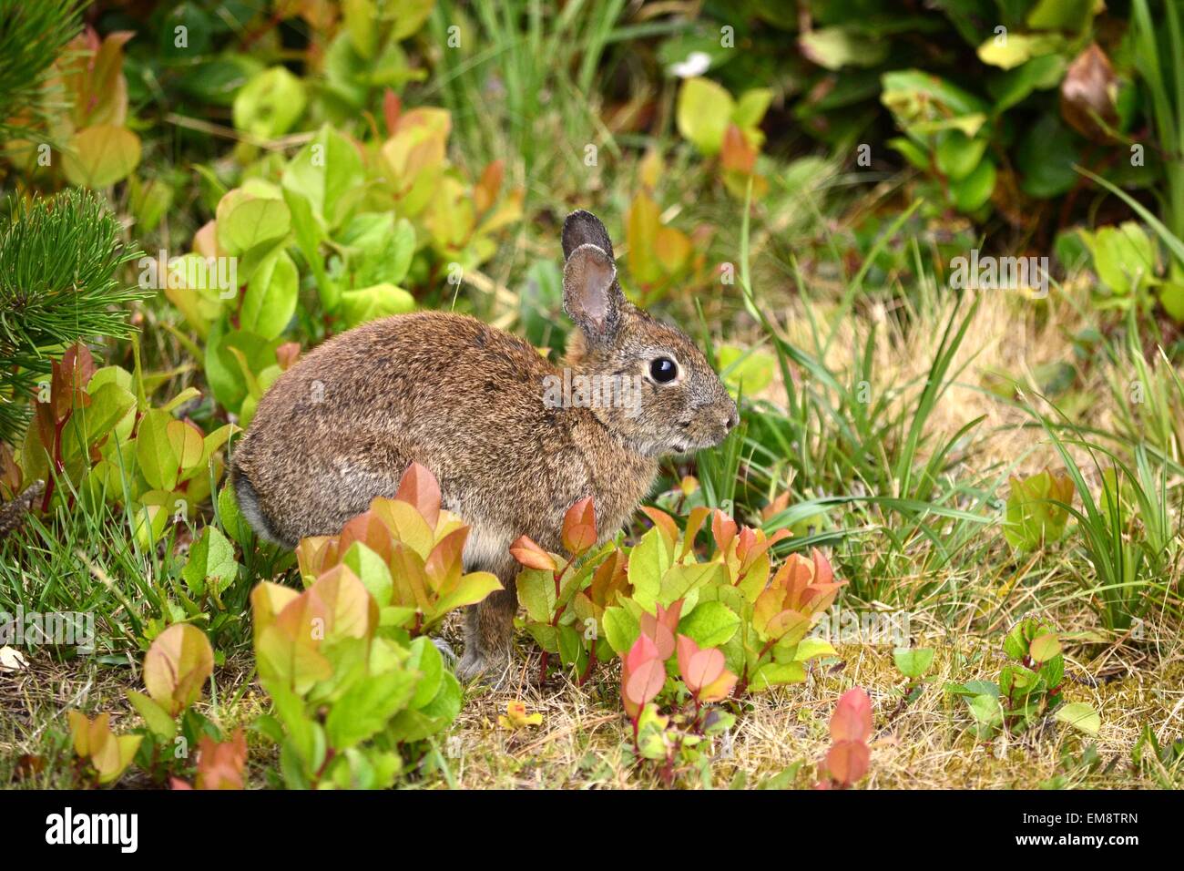 Wild Rabbit 5 Stock Photo - Alamy