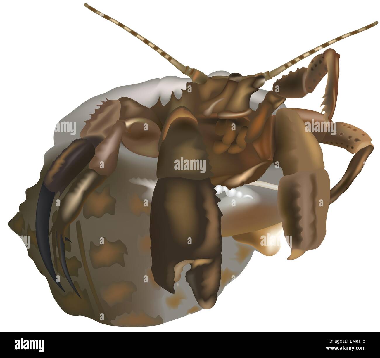 Hermit crab Stock Vector Images - Alamy