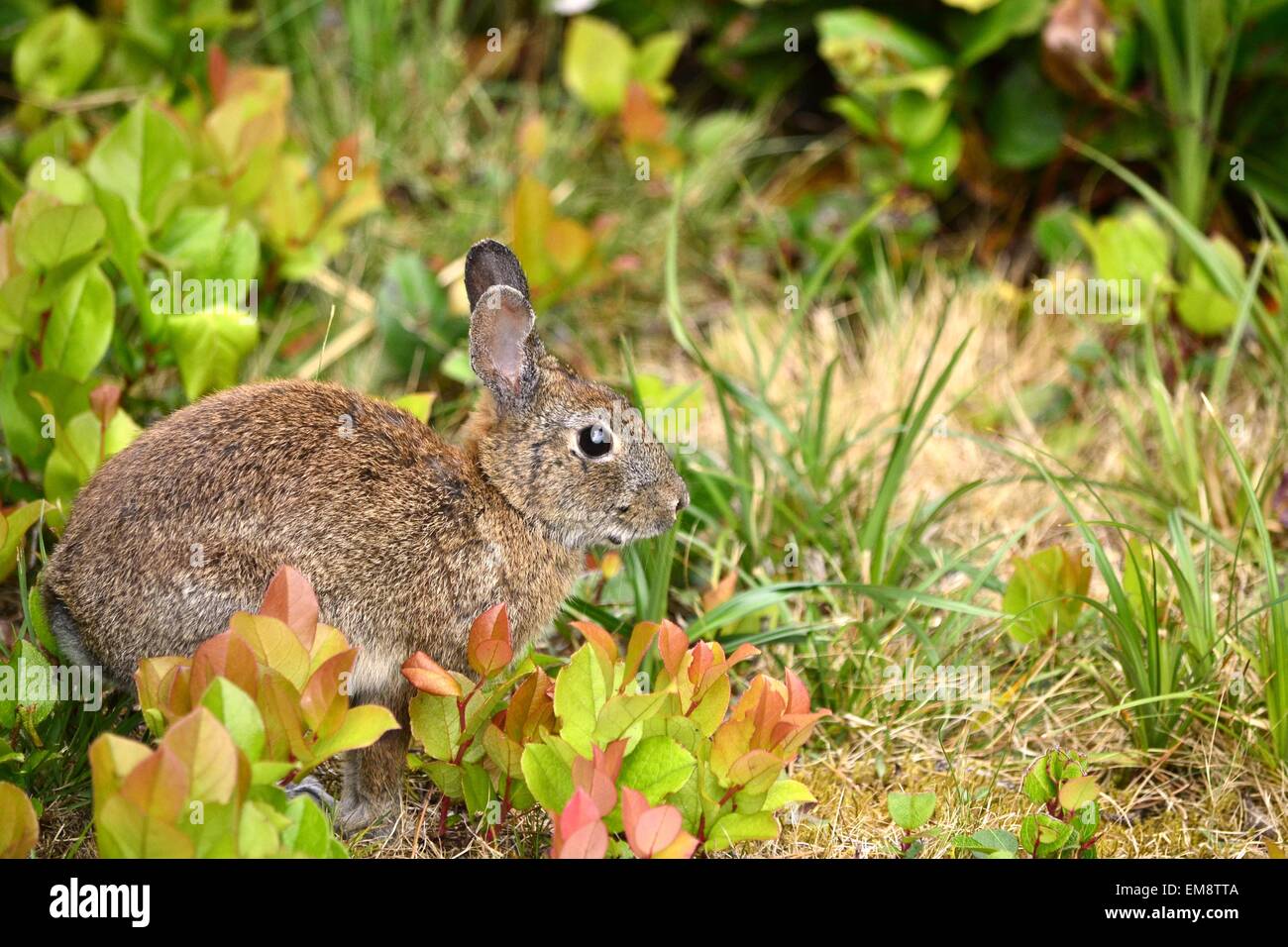 Wild Rabbit 4 Stock Photo - Alamy