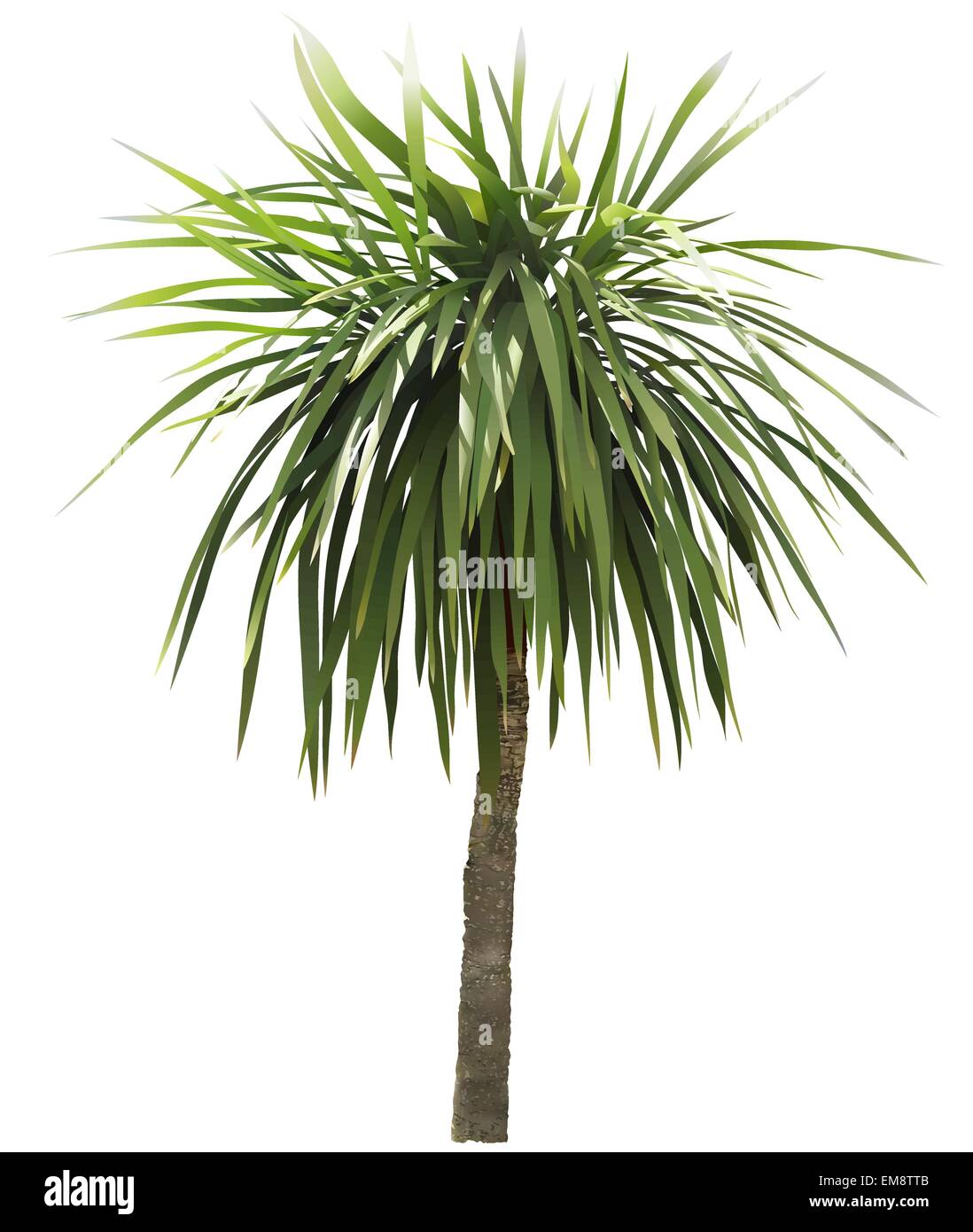 Rain palm tree Stock Vector Images - Alamy