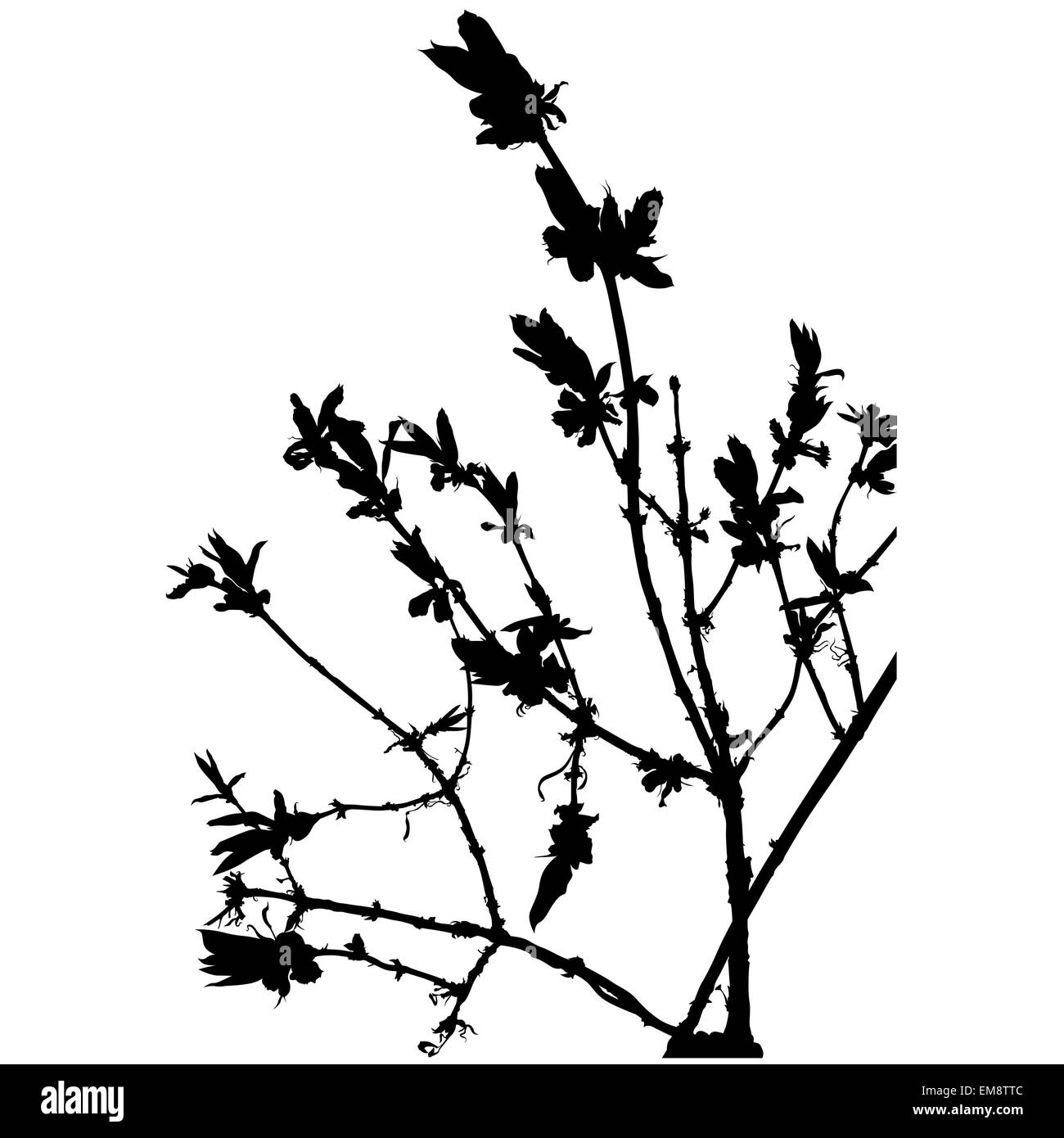 Shrub silhouette hi-res stock photography and images - Alamy