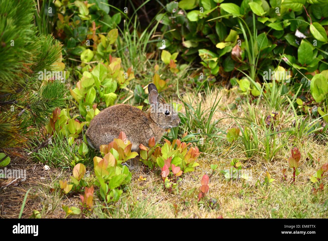 Angora rabbit foot hi-res stock photography and images - Alamy