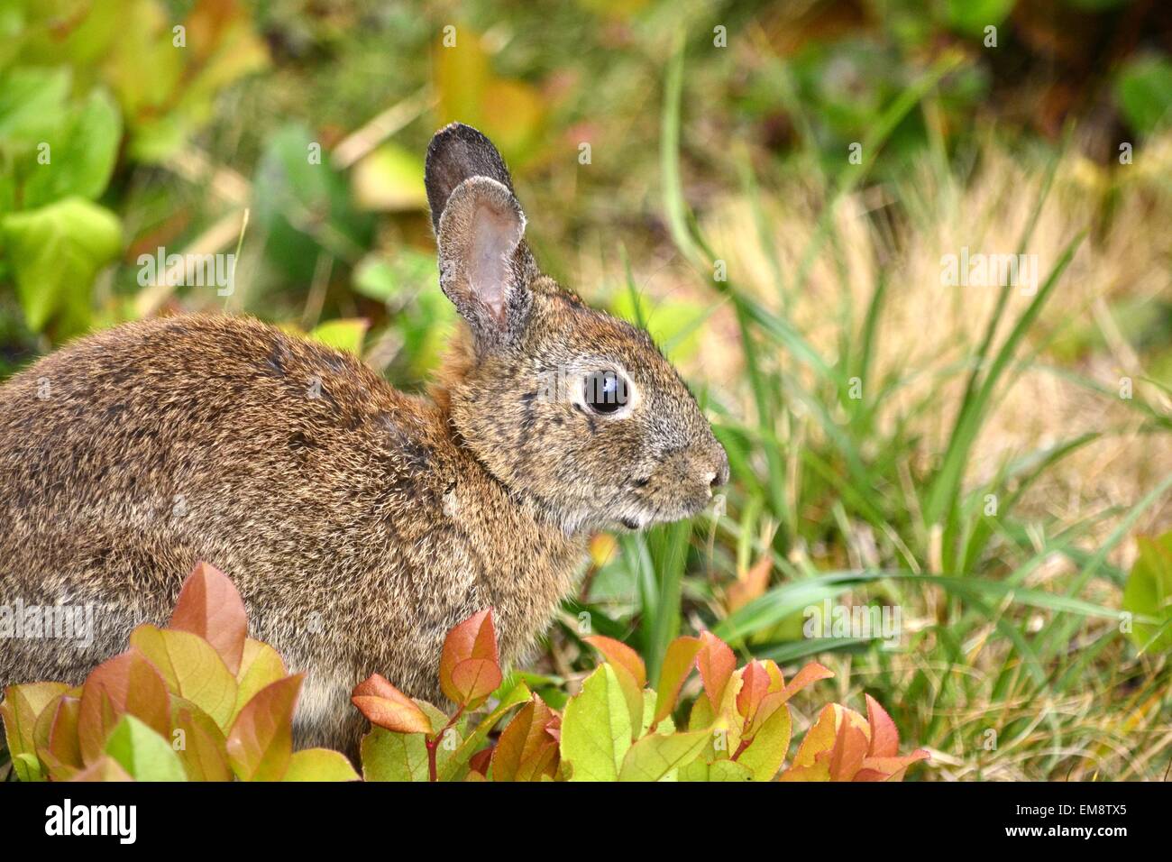 Black tail jack rabbit hi-res stock photography and images - Alamy
