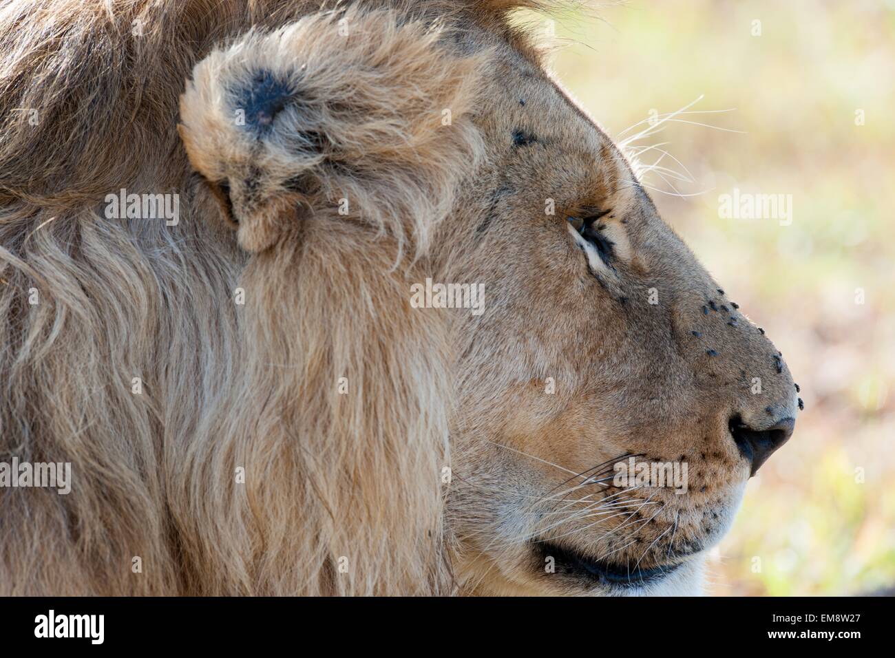 Lion in the savanna hi-res stock photography and images - Alamy
